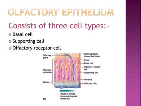 Olfactory System And Functioning In Human Pptx