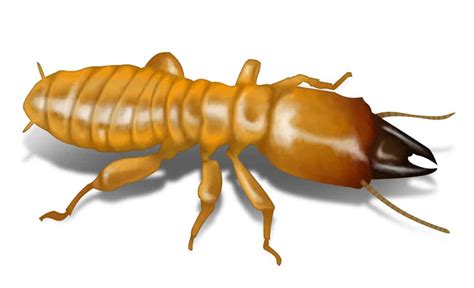 Termopsidae