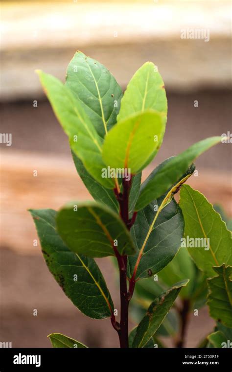 Young Laurel Plant With Branches And Green Leaves Laurus Nobilis