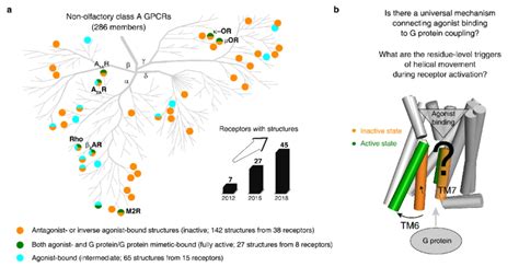 An Increasing Number Of Reported Class A Gpcr Structures Facilitates Download Scientific