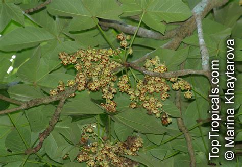 Plant List Images S