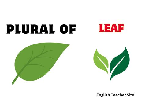 Whats The Plural Of Species Understanding Singular And Plural Forms