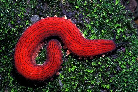 Onychophora The Velvet Worms