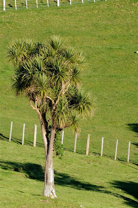 Cabbage Tree Te Motu Kairangi Miramar Ecological Restoration