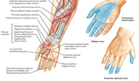 Interosseous Membrane Of Forearm