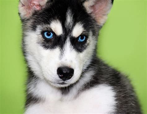Love The Blue Eyes Siberian Husky Puppies With Blue Eyes Husky
