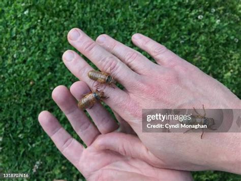 Cicada Shells Photos And Premium High Res Pictures Getty Images