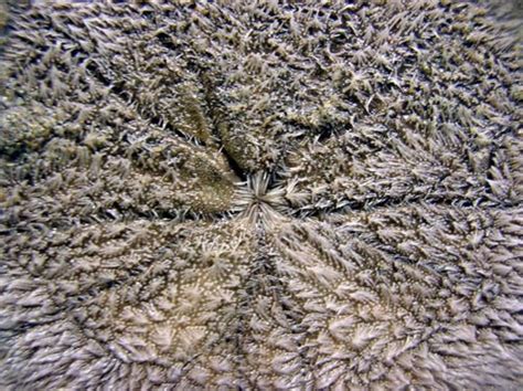 Witness Post Sand Dollars Henry E Hooper