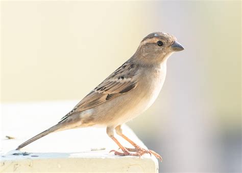 Sparrow Bird Avian Free Photo On Pixabay