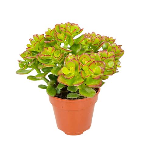 Jm Flower Crassula Plant 15cm Pot Ntuc Fairprice