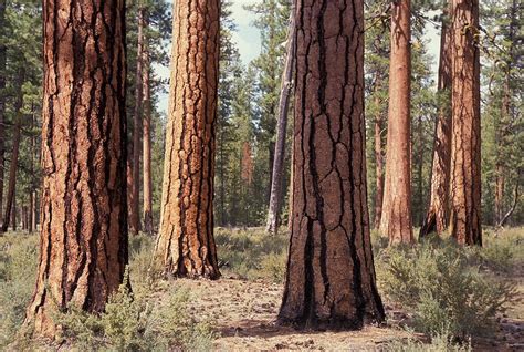 Ponderosa Pine Forest