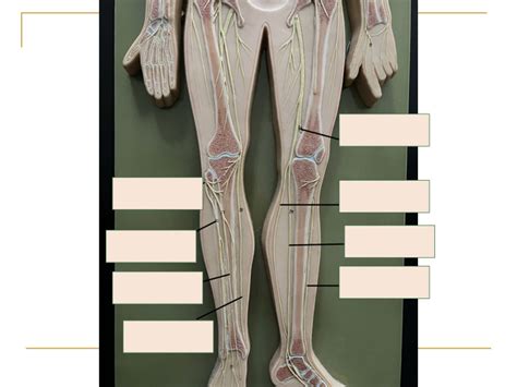 Nervous System Diagram Quizlet