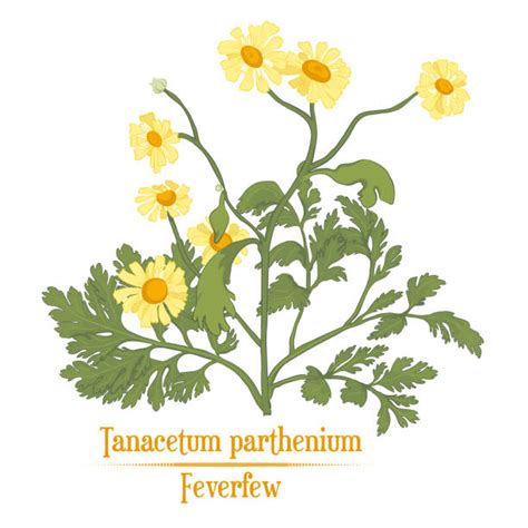 380 Fever Few Stock Illustrations Royalty Free Vector Graphics And Clip