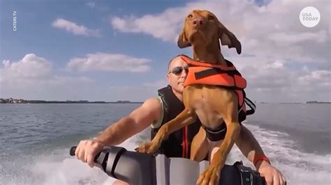 Thrill Seeking Pup Loves To Join Best Friend For Jet Ski Rides
