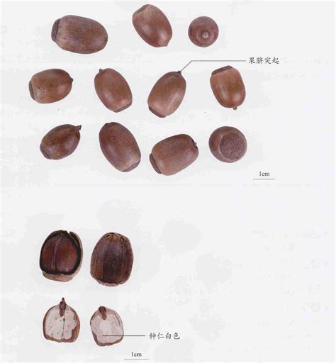 橡子 中药学 医学