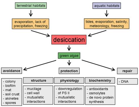 Schematic Representation Of Desiccation Induced Phenomena In Green