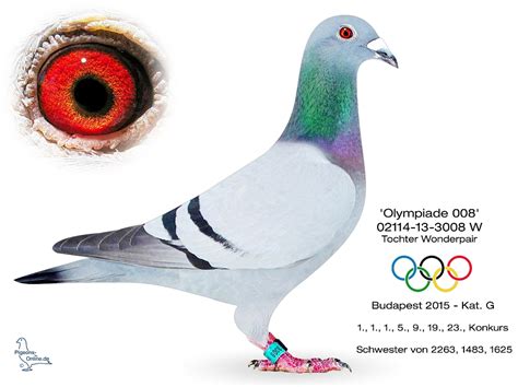 Startseite Stiens Brieftaubensport