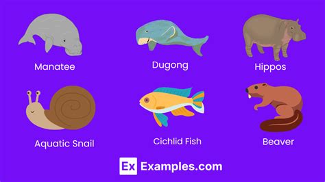 Examples Of Herbivores Fish