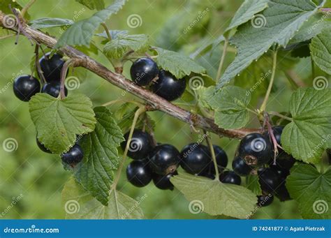 Buisson De Cassis Image Stock Image Du Baie Savoureux 74241877
