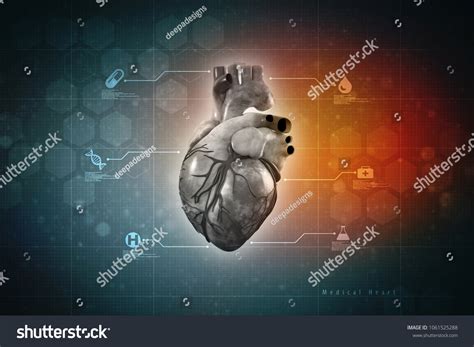 3d Illustration Anatomy Human Heart Stock Illustration 1061525288