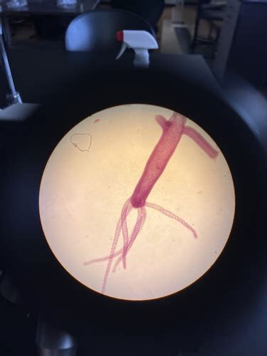 Bio 112 Lab Exam Exercises 36 Flashcards Quizlet