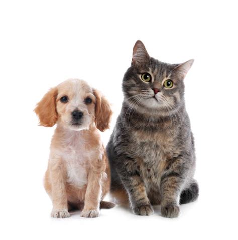 2600 Merry Cocker Fotos De Stock Imagens E Fotos Royalty Free Istock