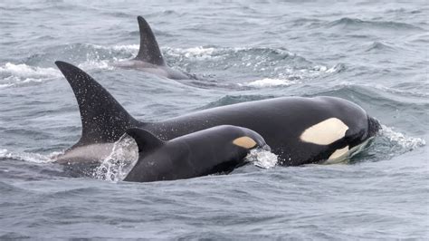 Newborn Killer Whale Size