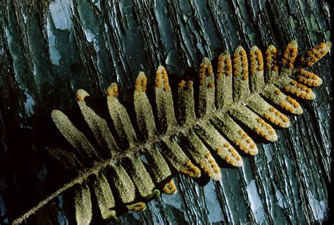 Pleopeltis Polypodioides Polypodiaceae