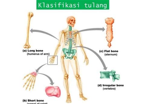 Klasifikasi Tulang Pada Manusia