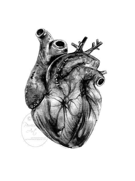 Human Heart Sketches