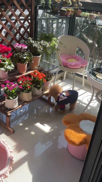 阳台里飞进来三只小鸟，可把丫头忙坏了开兴的，最后小鸟也不舍离开了😂记录真实生活 抓拍小狗的瞬间 Youtube