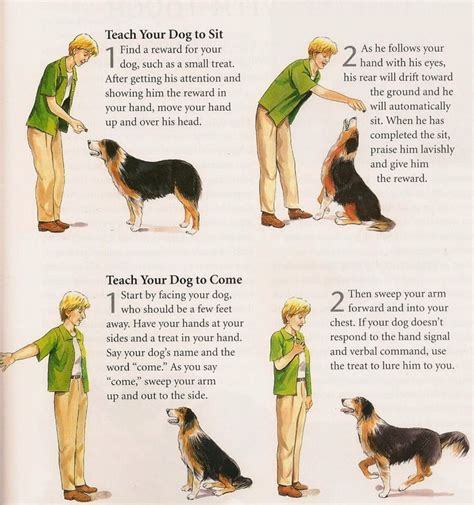Dog Puppy Training Obedience Training Tips Trainer Gear Dog Obedience