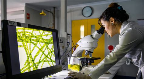 What Is Algae Really