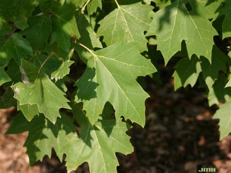 London Planetree Platanus X Acerifolia The Morton Arboretum