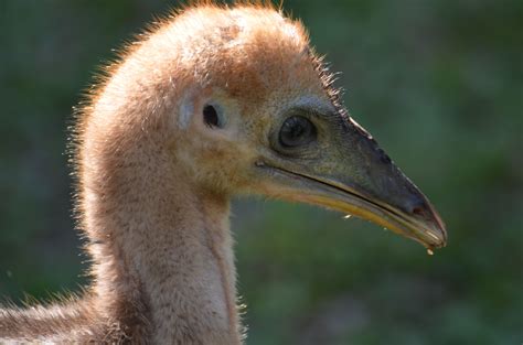 Cassowary Chick