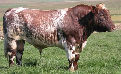 Dairy And Beef Cattle Breeds At Tina Lown Blog