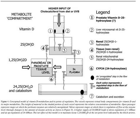 Dosing Intervals Matter Body Systems Centers For Disease Control