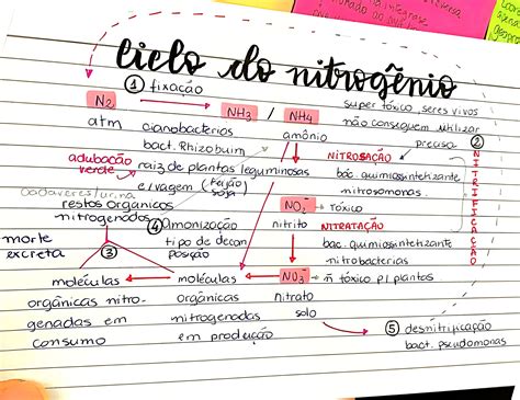 Ciclo Do NitrogÊnio Artofit