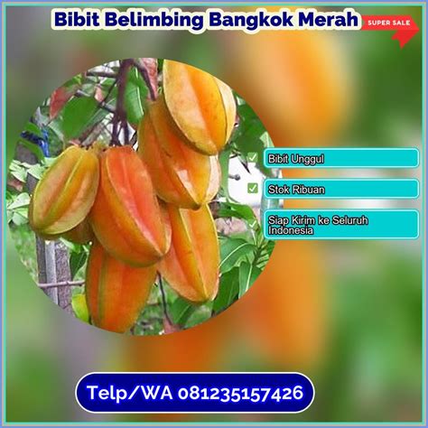 Jual Bibit Belimbing Bangkok Merah Boven Digoel By Ezio Asoka Jul