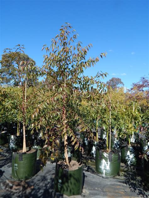 Eucalyptus Microcorys Andreasens Green