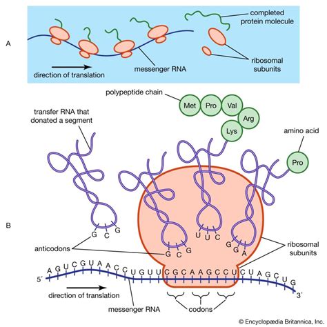 Sex Linked Biology Simple