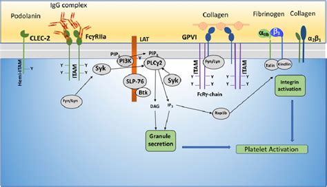 Itam And Integrin Receptors On Platelets Gpvi Fcgiia And Clec 2