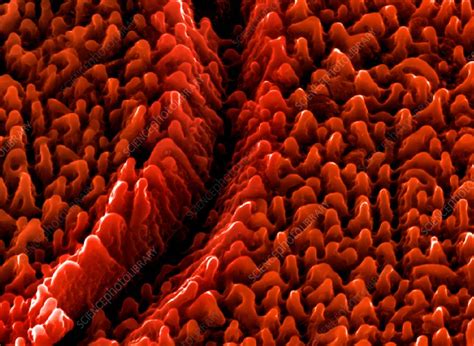 Nanostructures On Tantalum Sem Stock Image F016 7922 Science