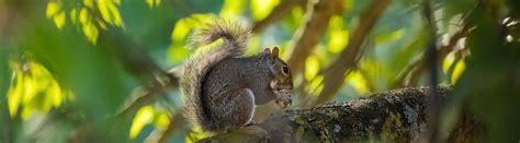 19 Interesting And Fun Squirrel Facts You Probably Didnt Know