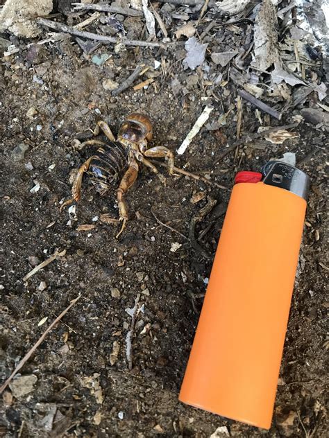 What Is This Bug Carcass Located In La Rgardening