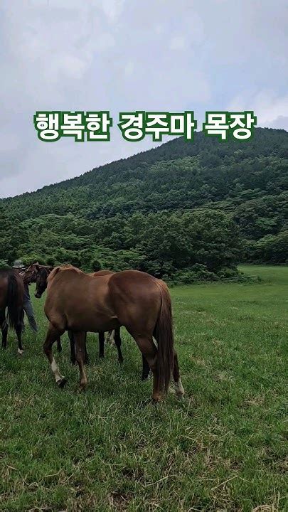 경주마의 슬기로운 목장생활 Youtube