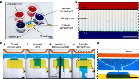 Exploring Gut Brain Interactions With A Microfluidic Device