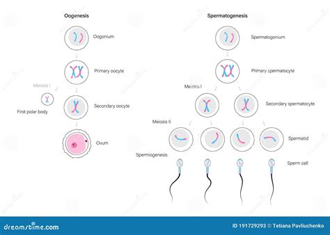 Spermatogenesis And Oogenesis Vector Illustration