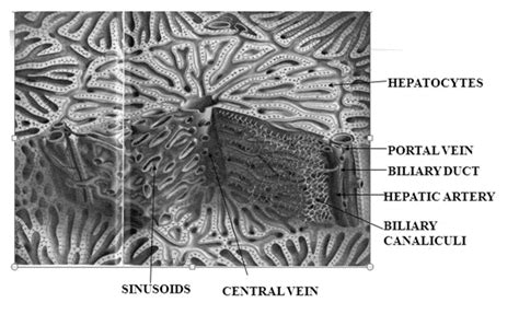 Liver Tissue Patented Technology Retrieval Search Results Eureka