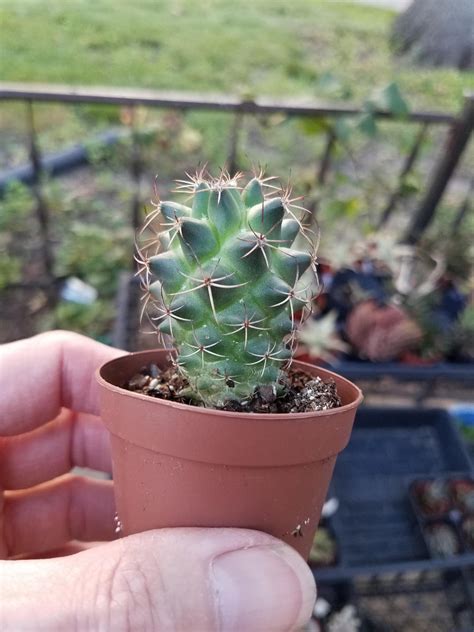 Whos This Little Cutie Rcactus